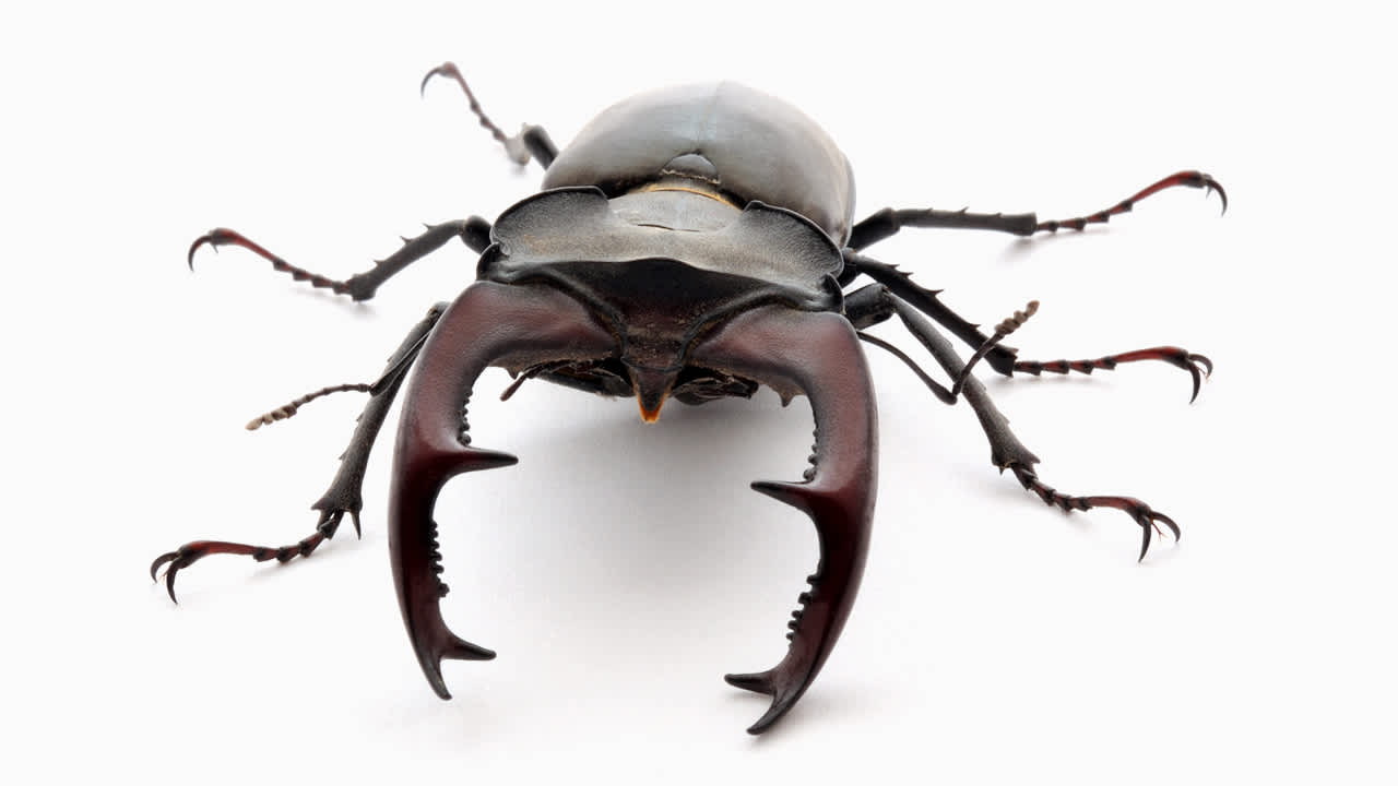 Insect Sensors Target Crop-Eating Bugs For Death