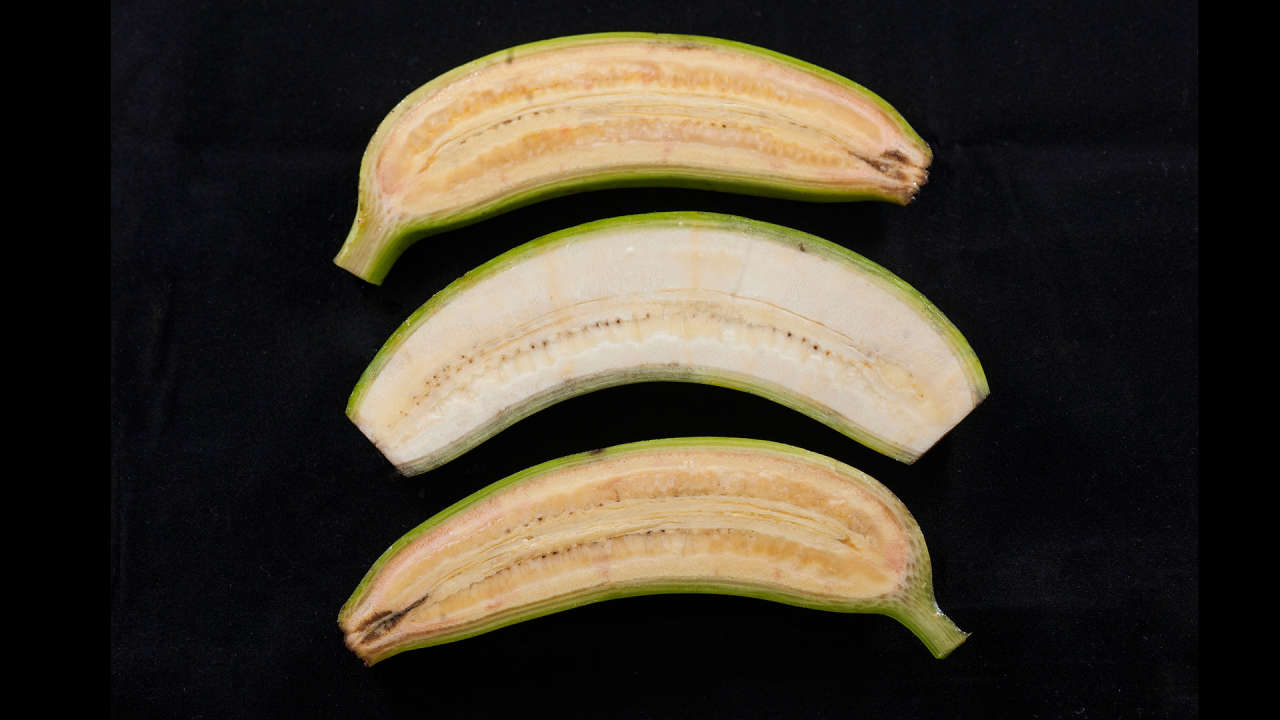 Humans Are About To Taste The First Genetically Engineered “Super” Bananas