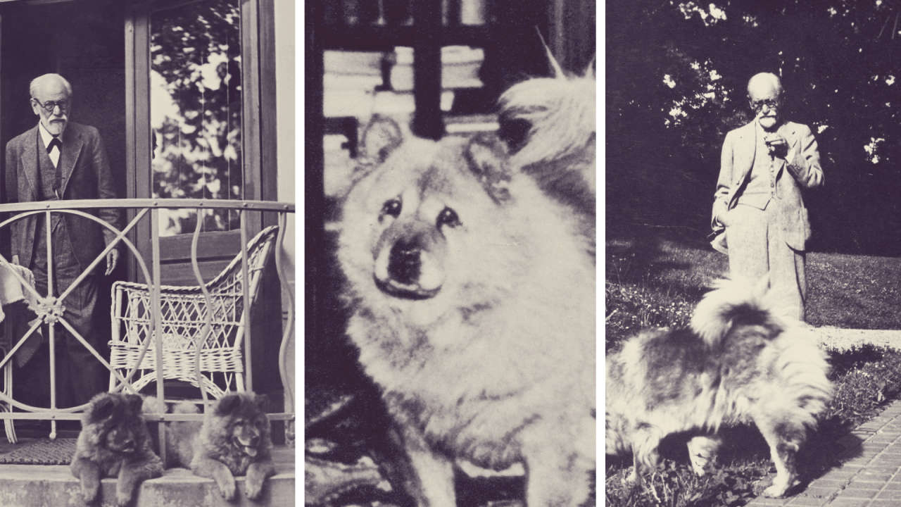 Dog Complex: Analyzing Freud’s Relationship With His Pets