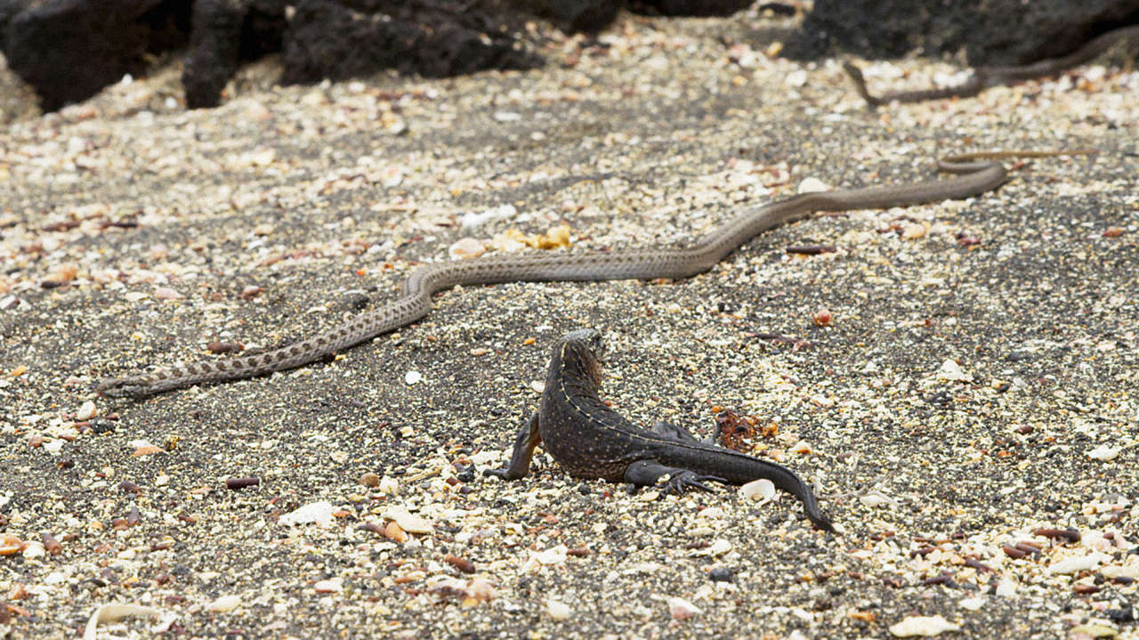 Here’s The Story Behind That Terrifying Iguana Vs. Snakes “Planet Earth ...