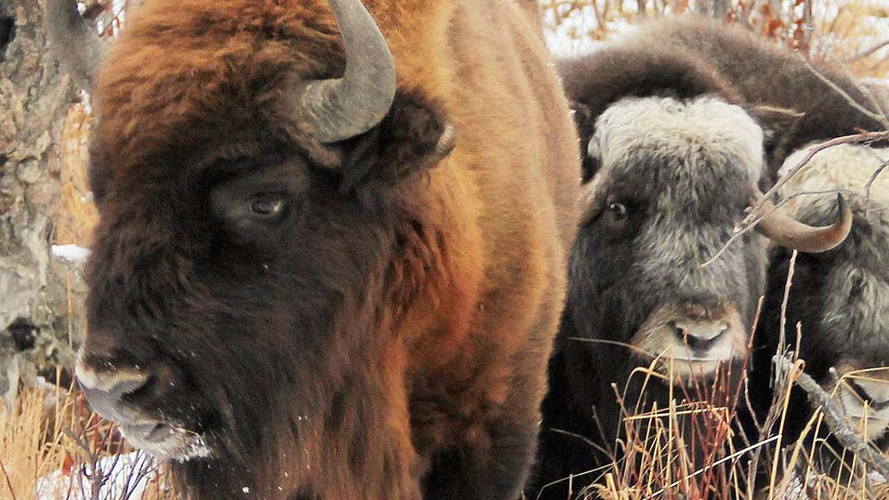 Meet The Father-Son Duo Importing American Bison To Siberia To Save The ...