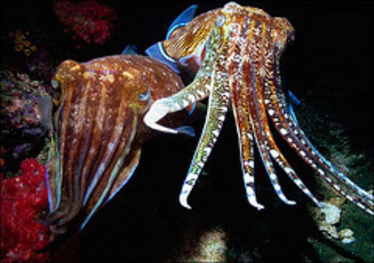 Biomimicry: Color-Changing Cuttlefish Inspire Green TV Screens