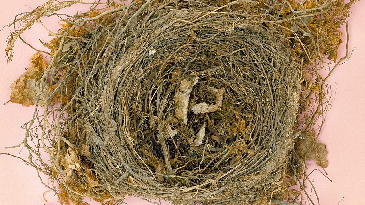 Nature’s Master Architects: Look Inside Some Amazing Birds’ Nests