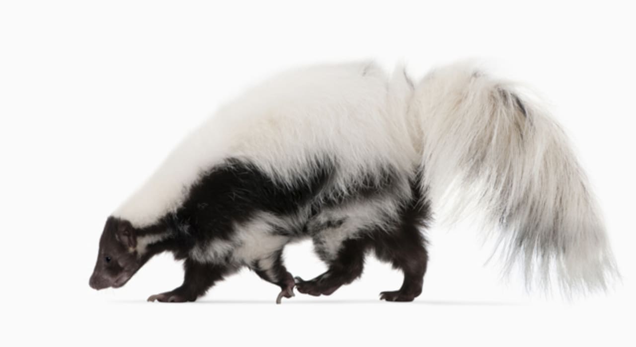 The Rules Of Successful Skunk Works Projects | Fast Company