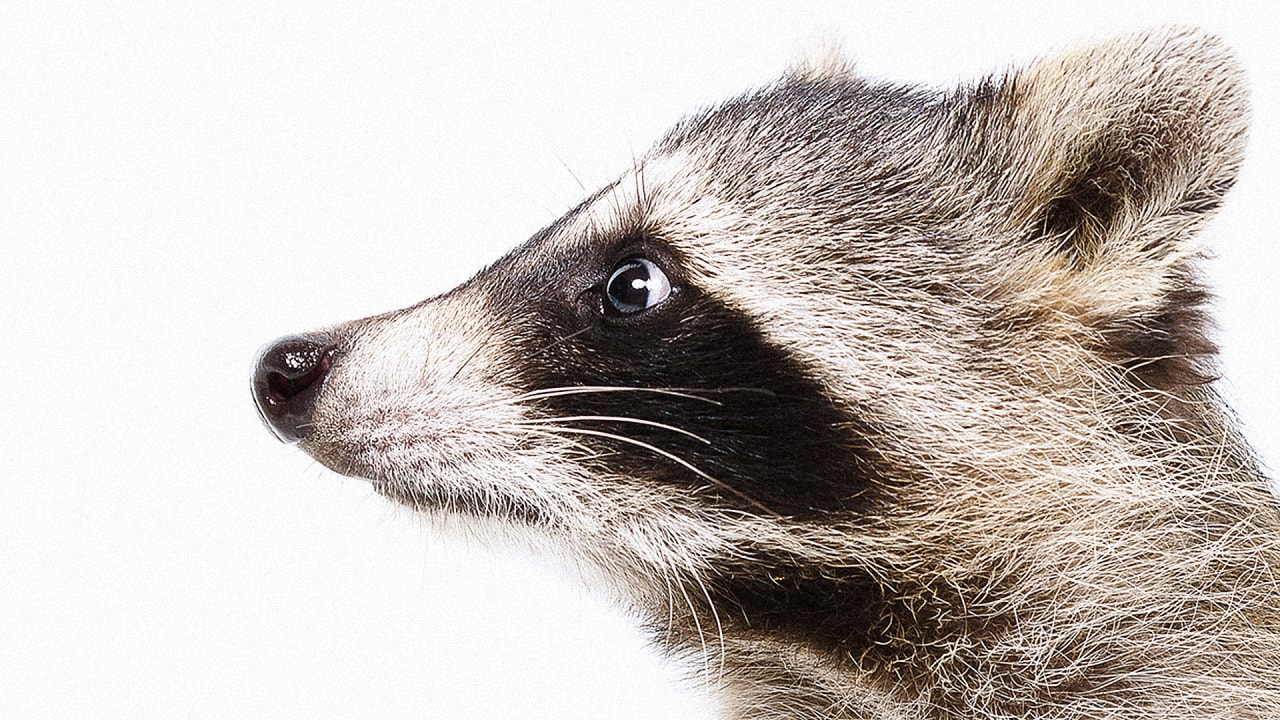 Scientists Scare The Crap Out Of Raccoons To Save Ecosystems Raccoons ...