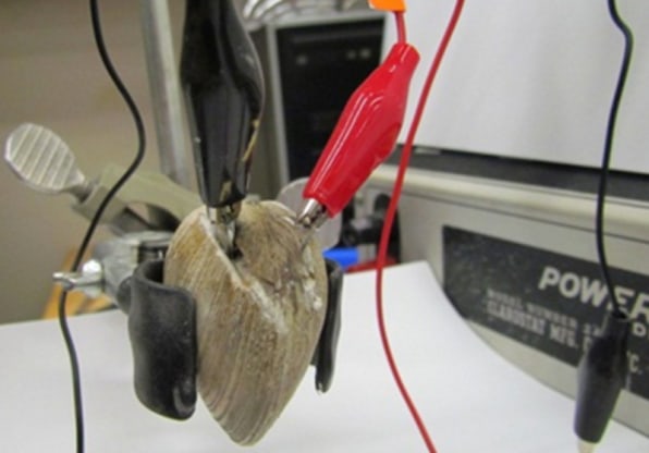 Electric Clams Pave The Way For Turning The Human Body Into A Power Plant